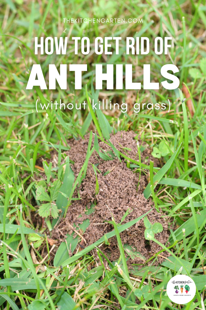 How to Get Rid of Ant Hills (Without Killing Your Grass)