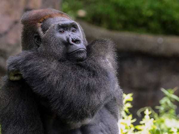 Latest animal to die at Dallas Zoo is young male gorilla named Zola