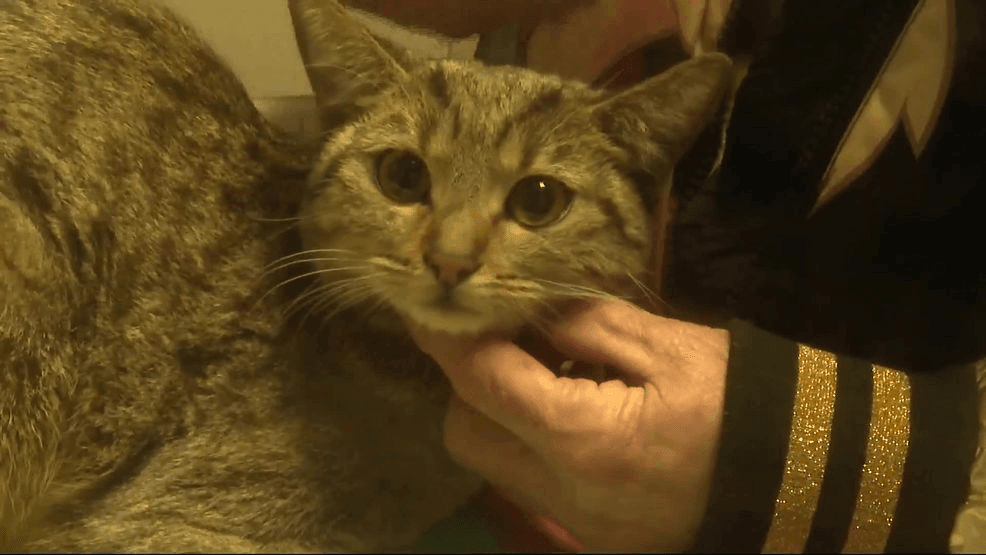 Meet Lilly! Cat rescued from Moxham apartment fire finds new home with ...