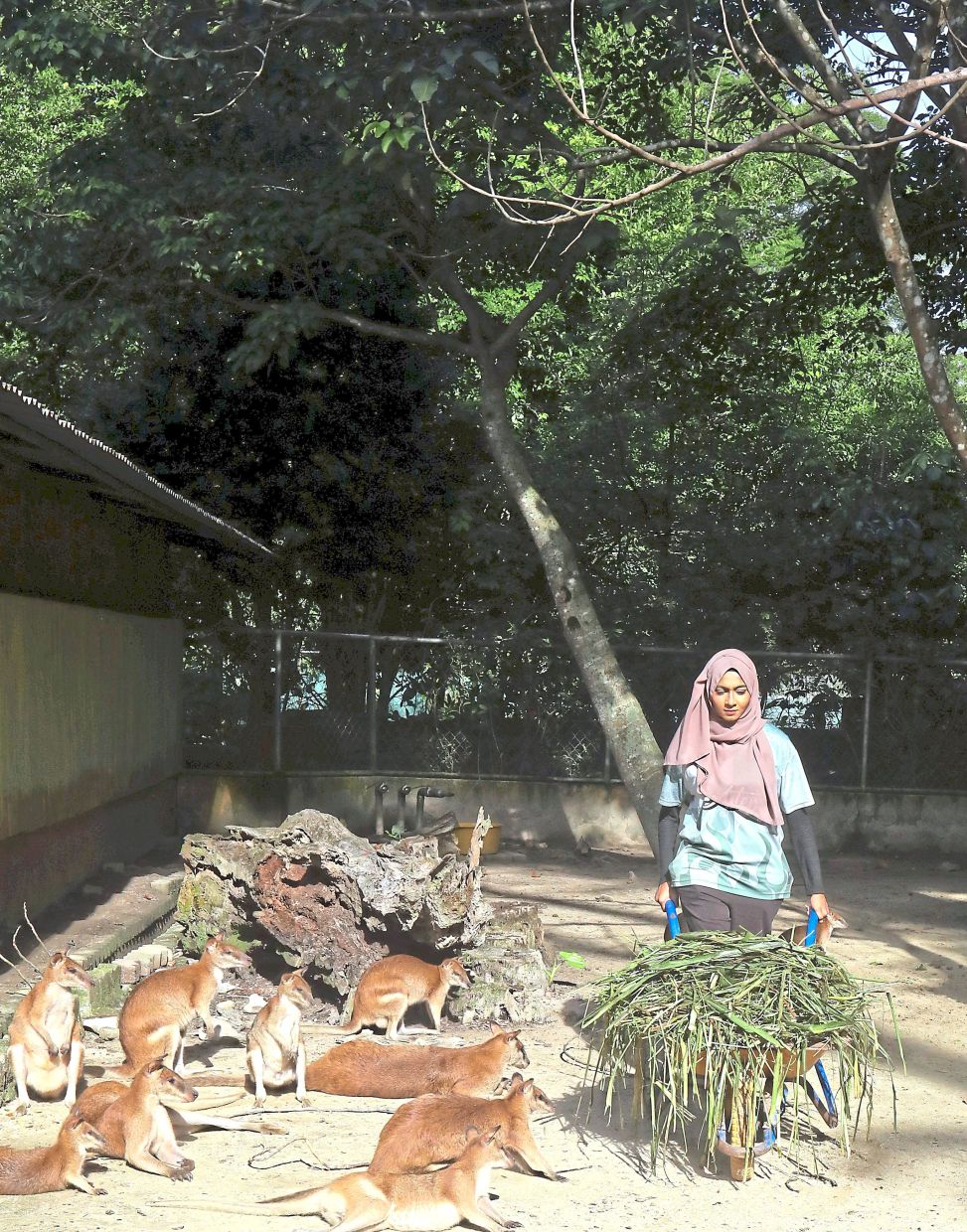 Volunteers making a difference at Zoo Negara