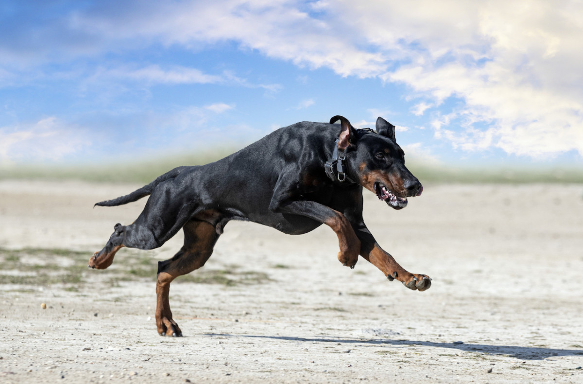 The #1 Sign a Dog Will Be a Good Protector or Not, Says a Trainer