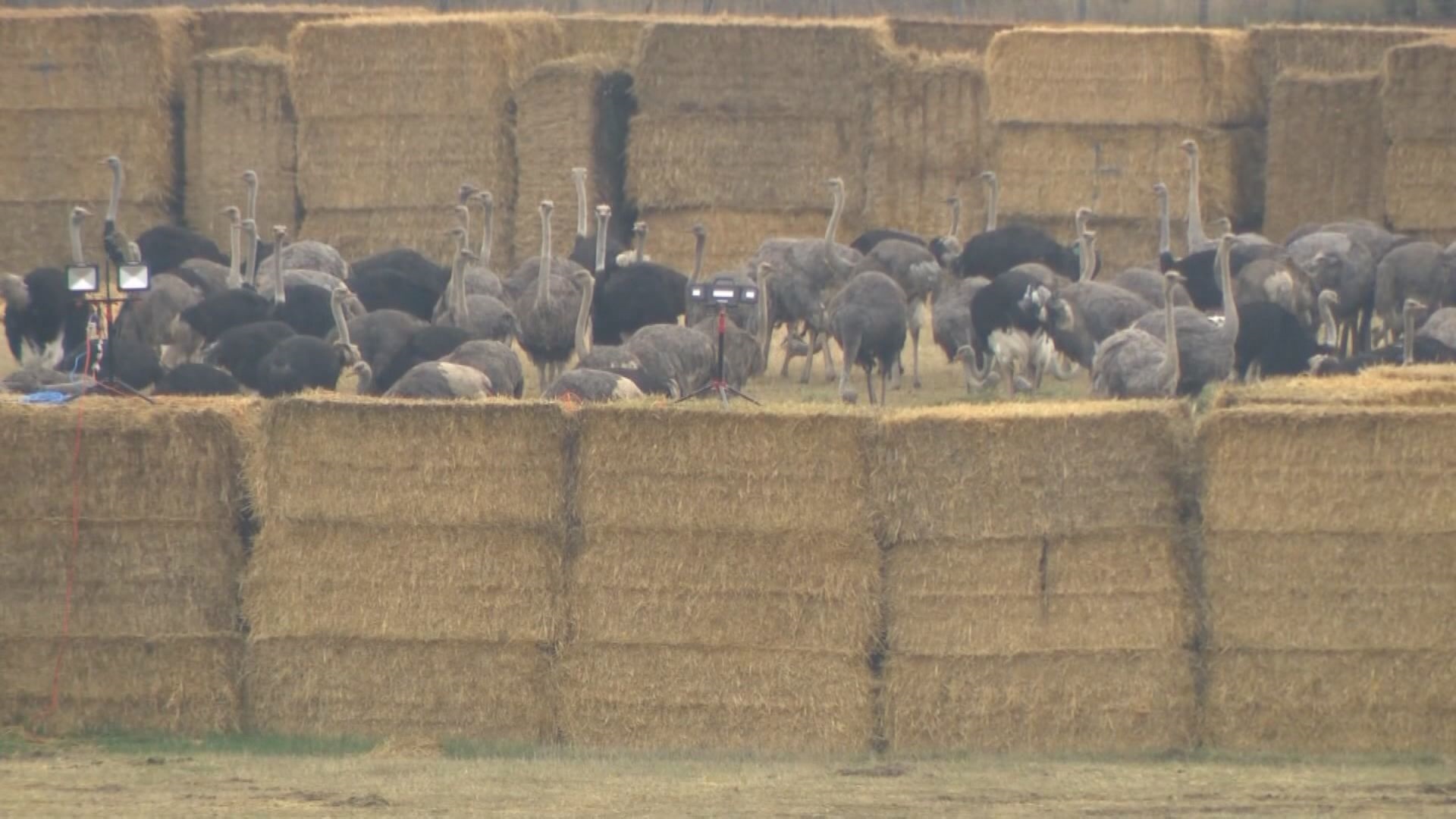 CFIA completes cull at Edgewood ostrich farm