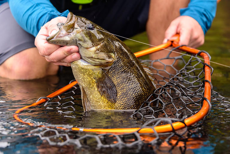 Best Smallmouth Bass Lures For 2025