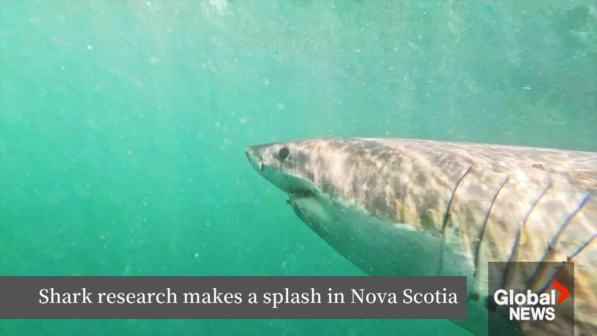 Sharks tagged off Nova Scotia with non-invasive technique