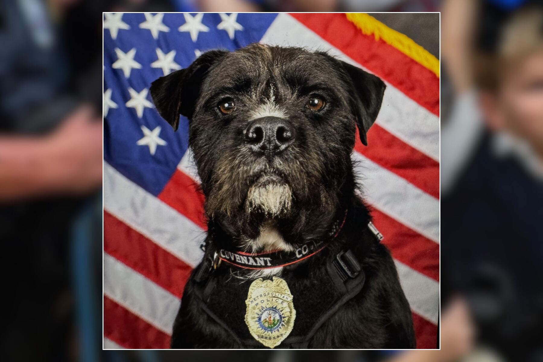 Nashville’s Sgt. Bo, therapy dog who consoled Covenant students, wins ...