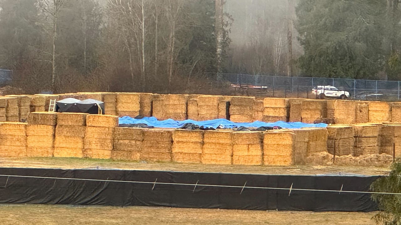 B.C. ostriches dead after cull by professional marksmen