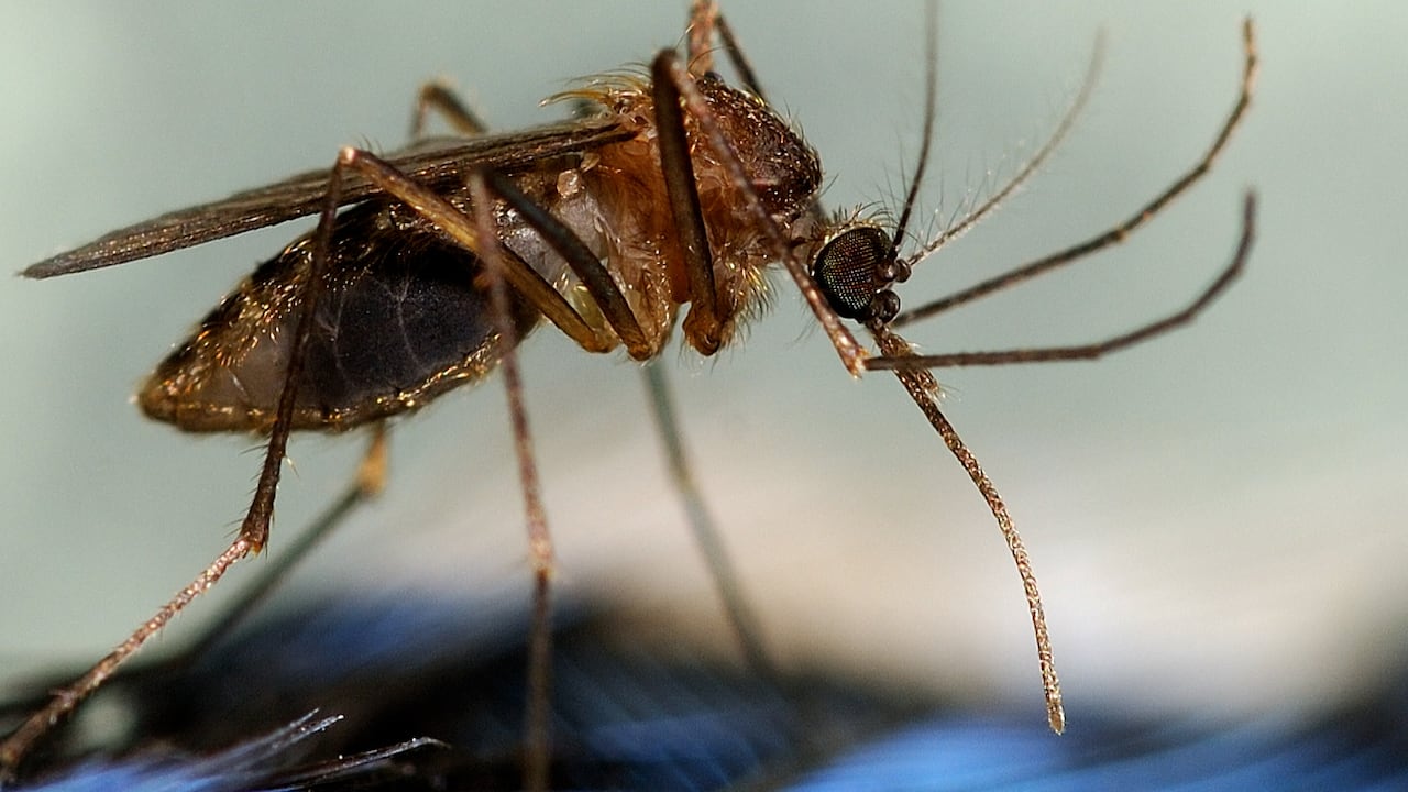 A mosquito in Iceland? The climate signal Canadian scientists are watching