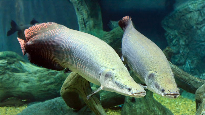 The Most Dangerous Animals In The Amazon Rainforest