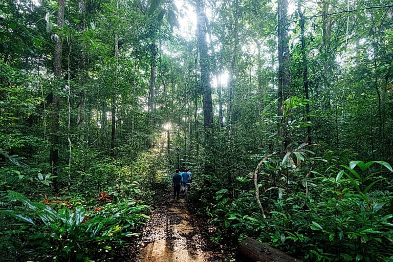 Germany promises support for Brazil's tropical forest protection scheme ...