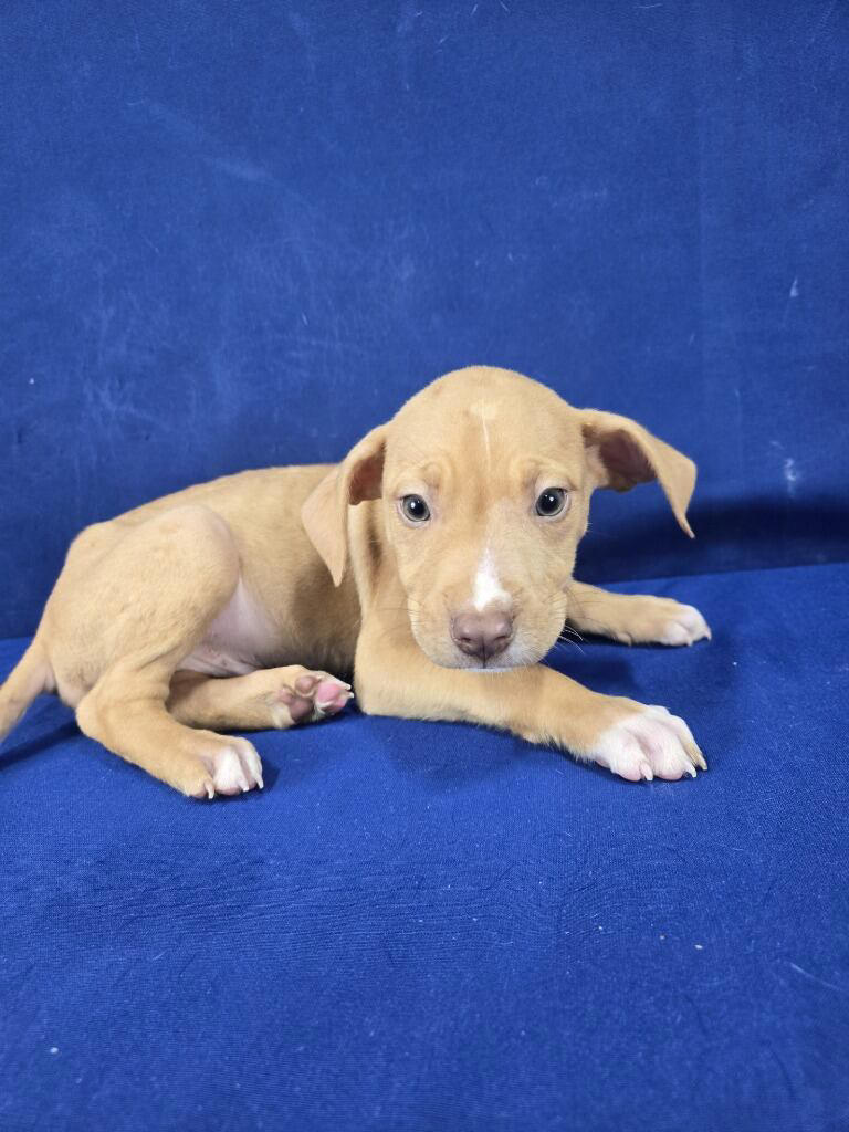 Adopt a Pet: Meet Mr. Nibbles and Bark Simpson!