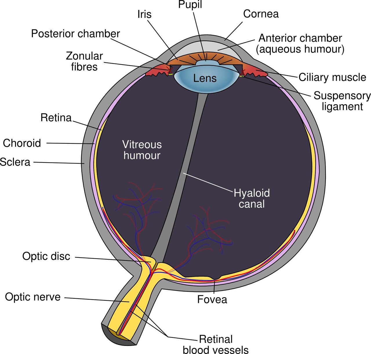 Temporal artery ultrasound in the real-time diagnosis of stroke of the eye