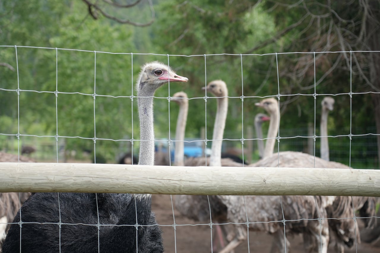 Tribunal fines BC.'s Universal Ostrich farm $10K for failing to report ...