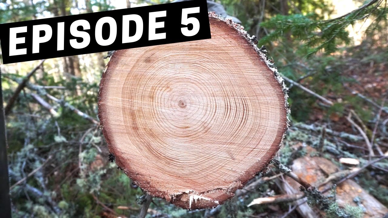 Building a log cabin | Ep. 5 | Nature provided a free log