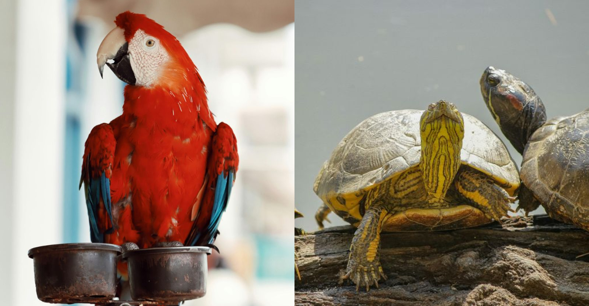 12 Animals People Keep As Pets That Really Shouldn’t Be