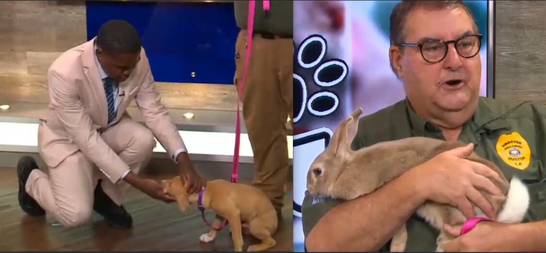 Adopt a Pet: Meet Mr. Nibbles and Bark Simpson!