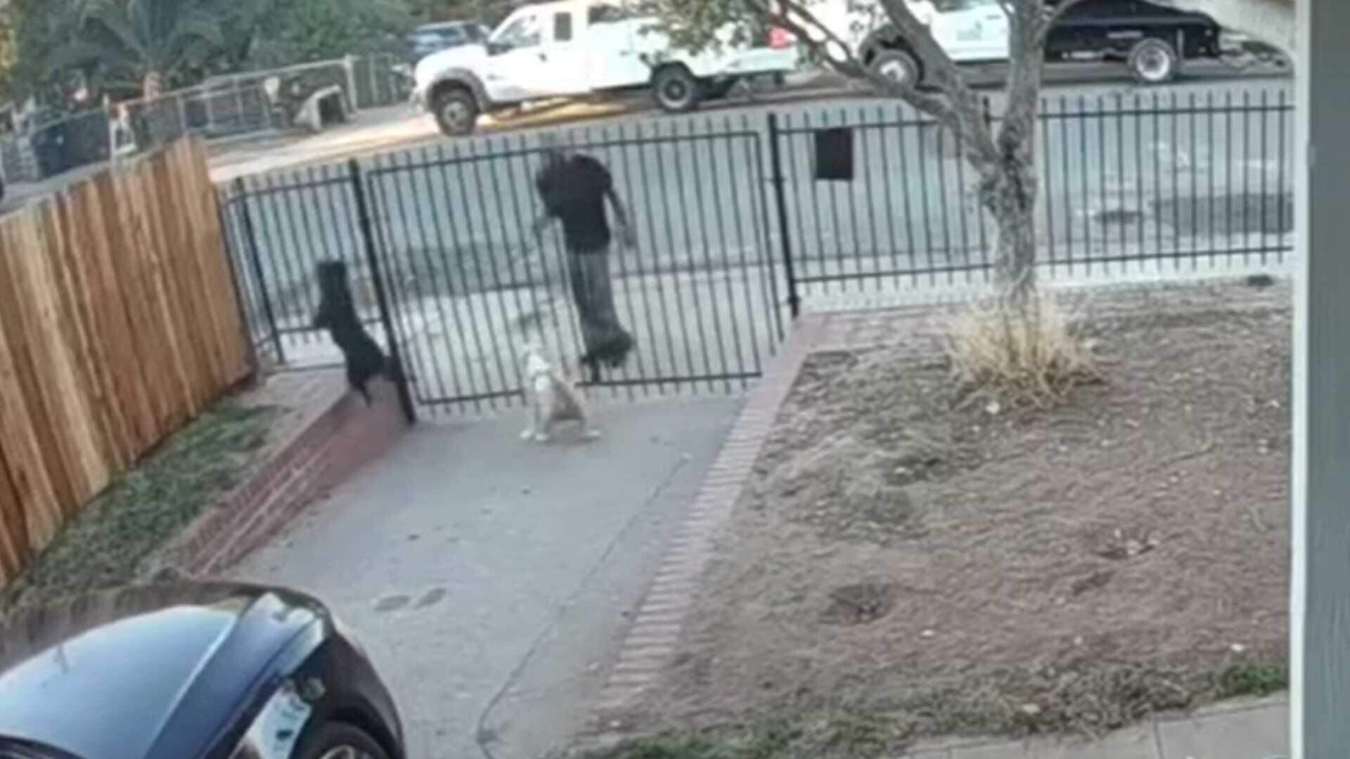Front Street seeking man who pepper-sprayed dogs through North ...