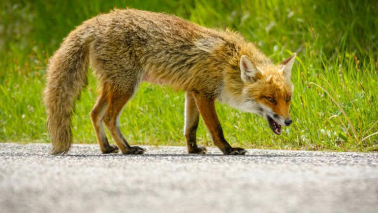 Third fox tests positive for rabies in Bexar County, pet owners urged ...
