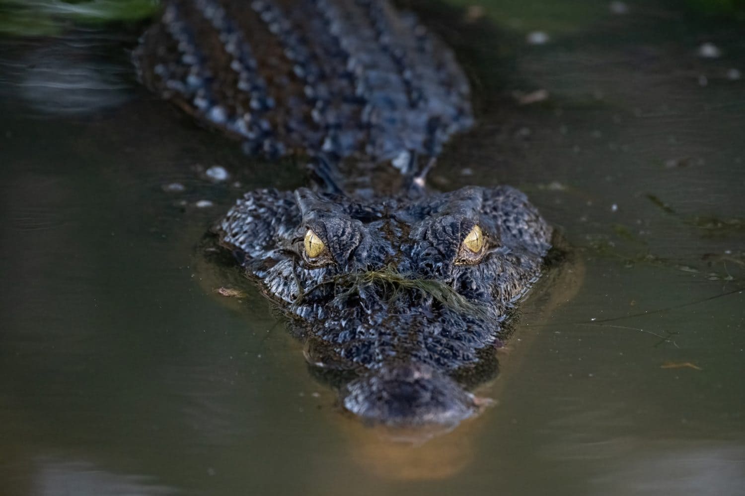 This record-holding crocodile was an absolute monster