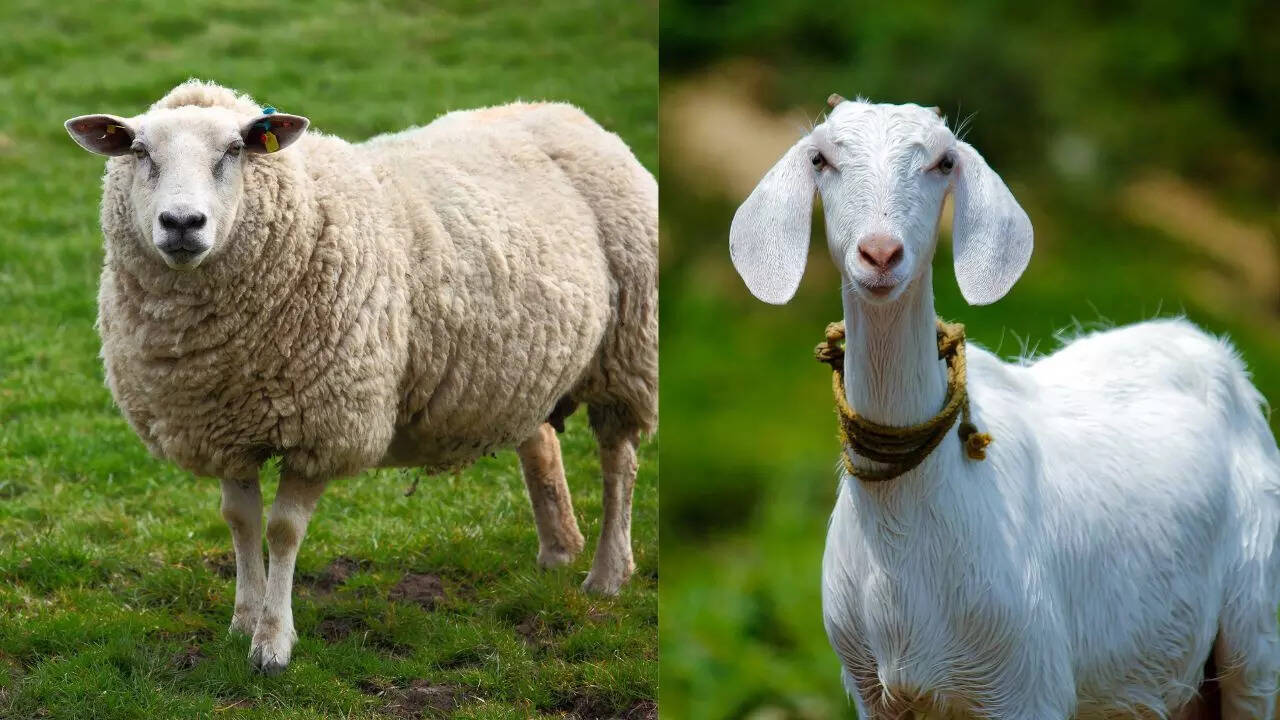 Sheep vs. Goat: Understanding the key differences in behaviour, biology ...