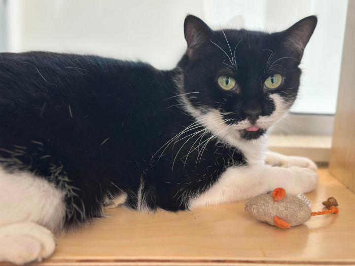 These 12 adoptable cats and dogs are looking for their fur-ever homes