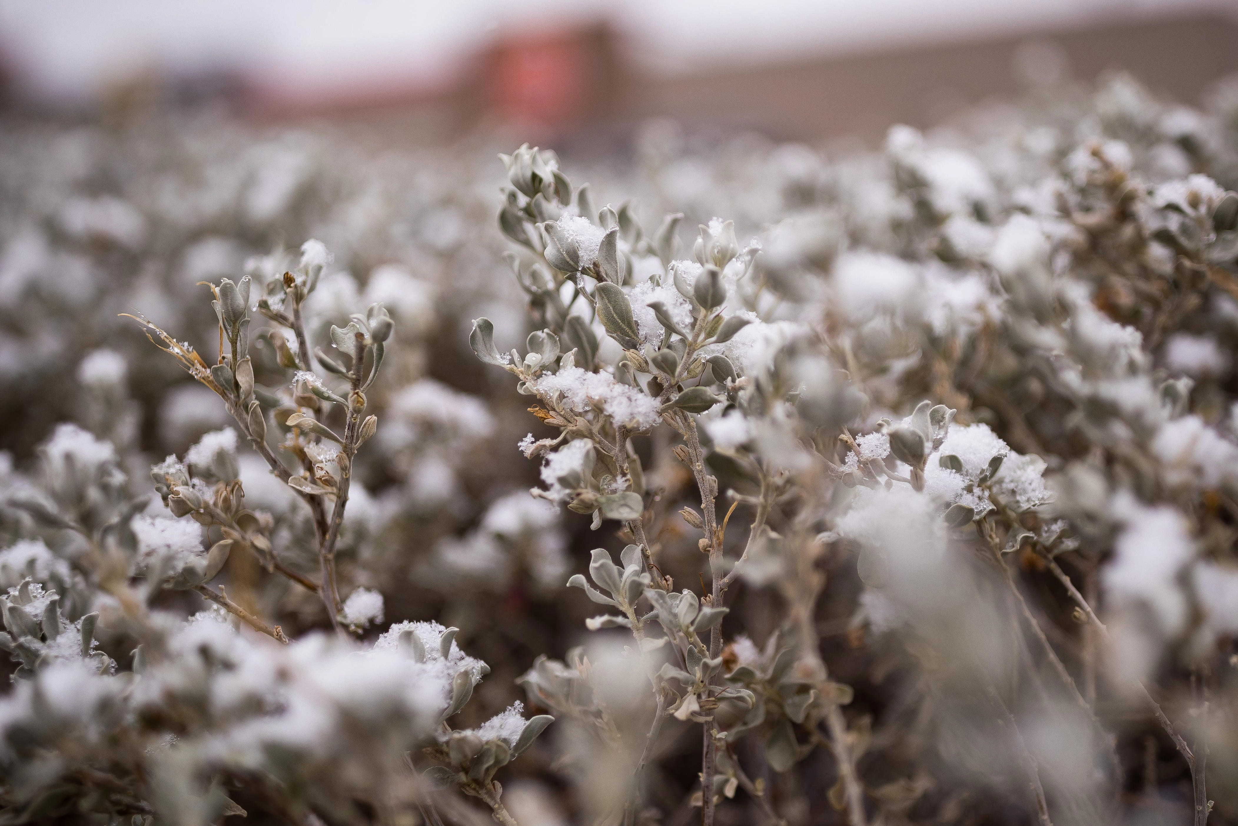 How much snow will Illinois get this weekend? Here's the forecast