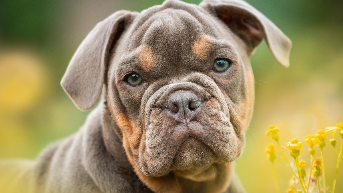 Si los perros te adoran al instante, puede que tengas estos 10 rasgos ...