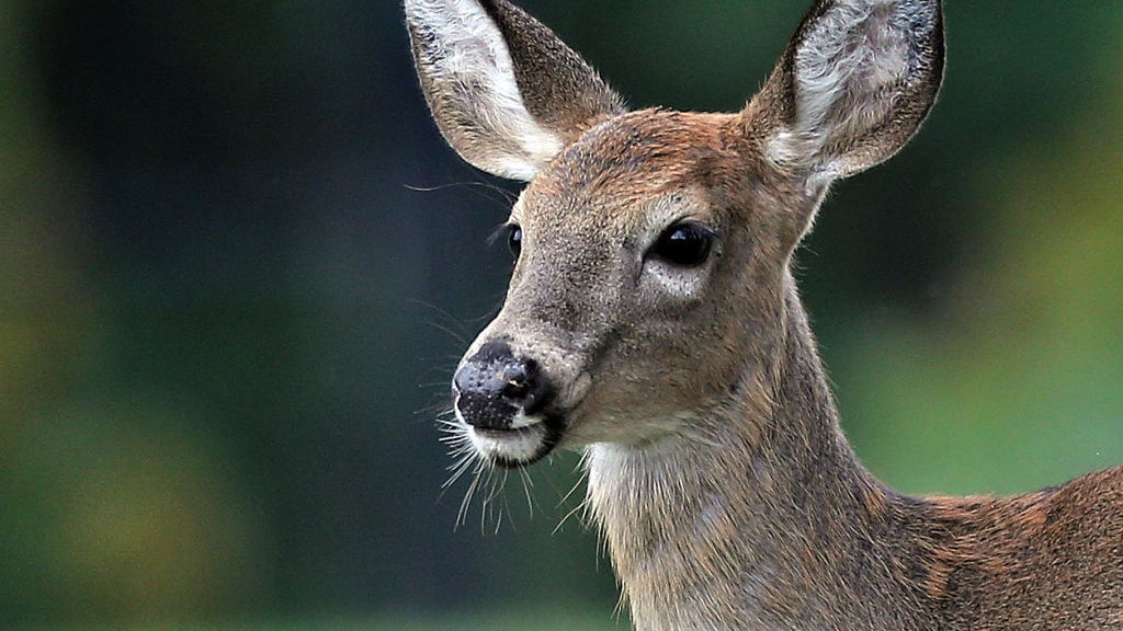 Minnesota DPS asks deer hunters for help solving missing persons cases