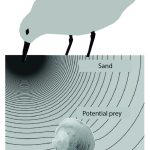 Seventh sense unlocked: Study finds humans can detect buried objects ...