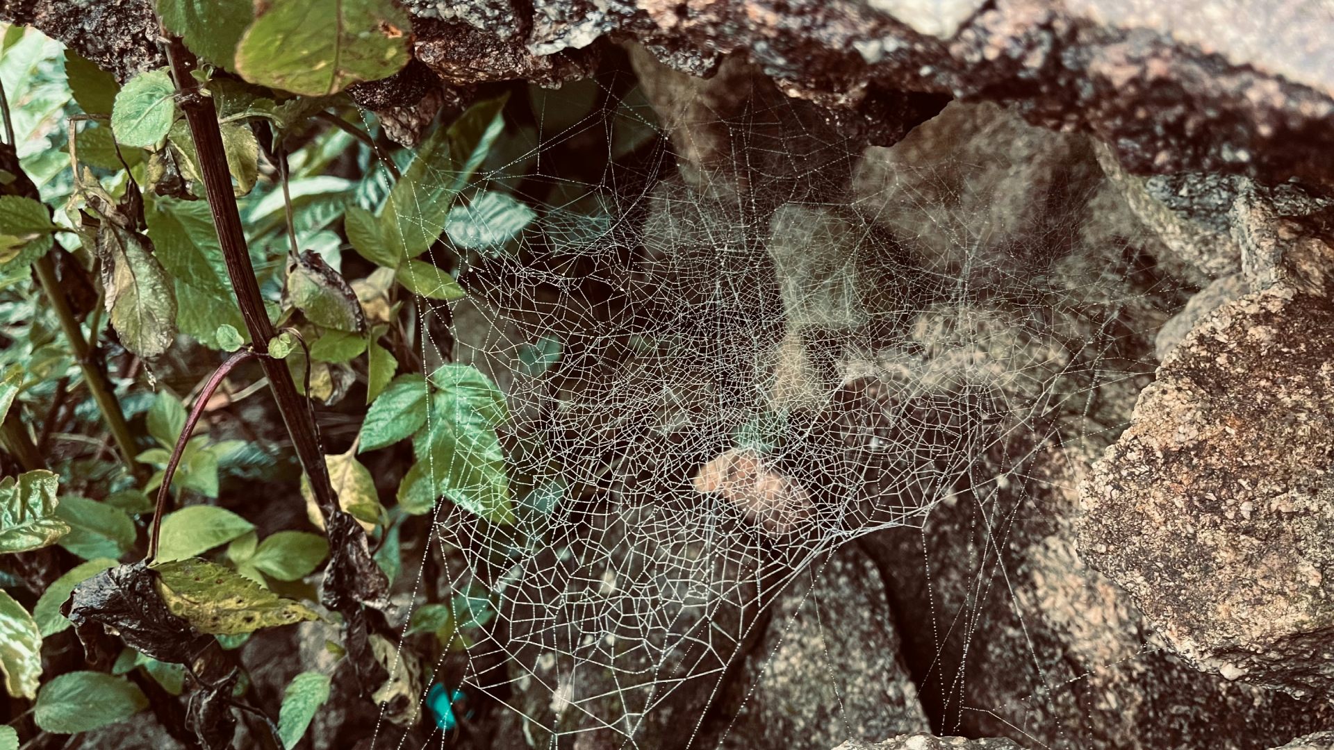 One cave, 111,000 spiders… and the largest web ever observed