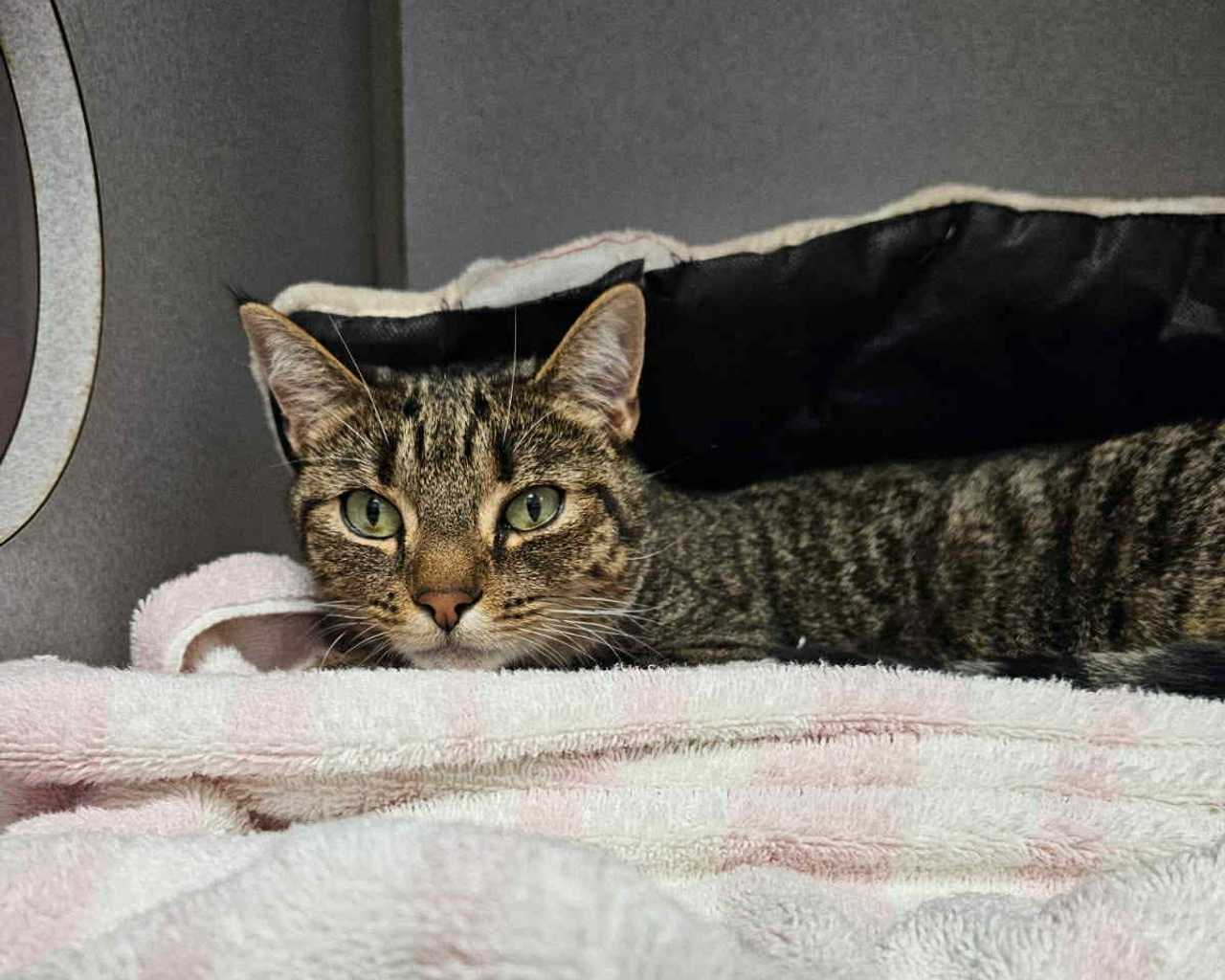 'Emma 2.0': Foster-Hospice Needed For Loving Tabby With Heart Condition ...