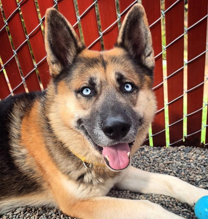 Want a dog? Multnomah County animal shelter at ‘critical’ capacity ...