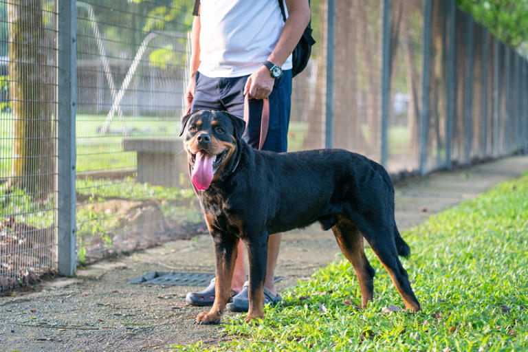 The #1 Sign a Dog Will Be a Good Protector or Not, Says a Trainer