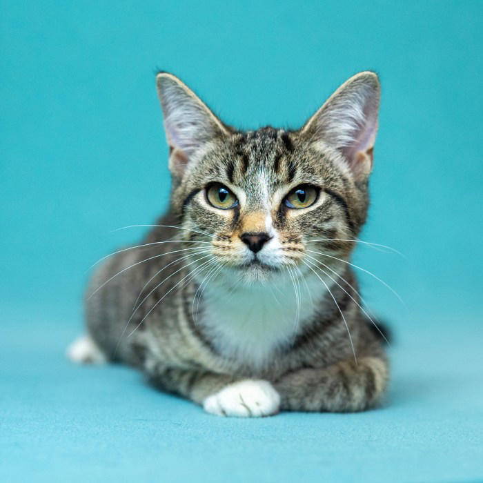 These 12 adoptable cats and dogs are looking for their fur-ever homes