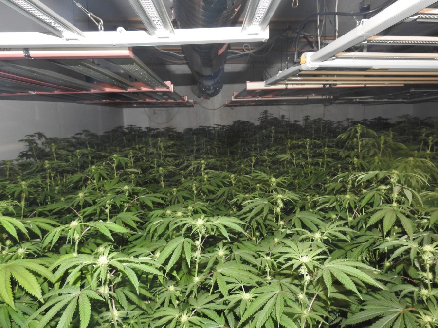 Major bust: Deputies seize nearly 1,000 marijuana plants in Northern ...