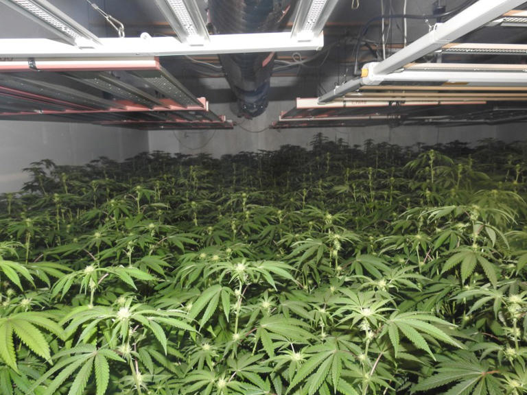 Major bust: Deputies seize nearly 1,000 marijuana plants in Northern ...