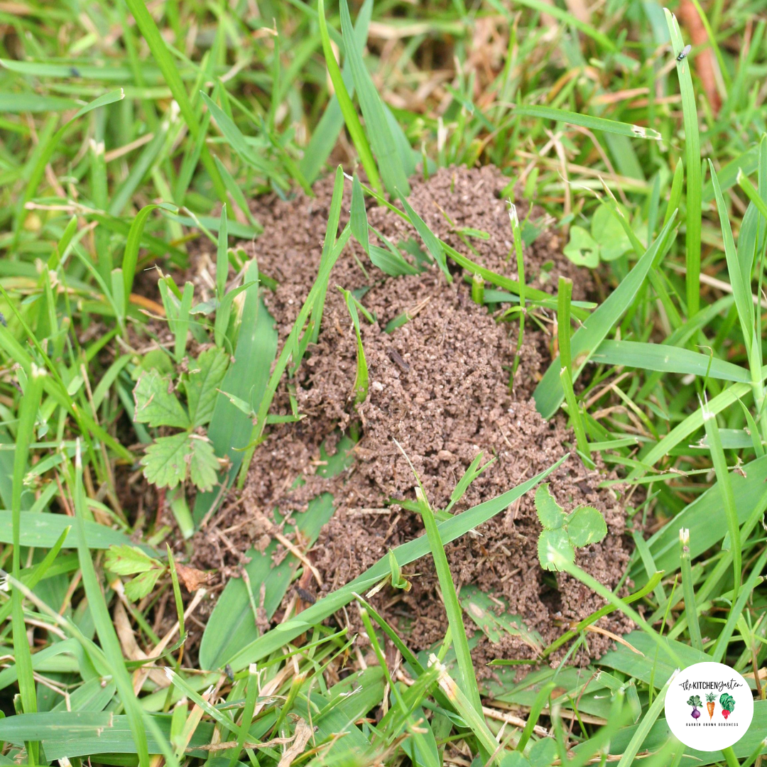 How to Get Rid of Ant Hills (Without Killing Your Grass)