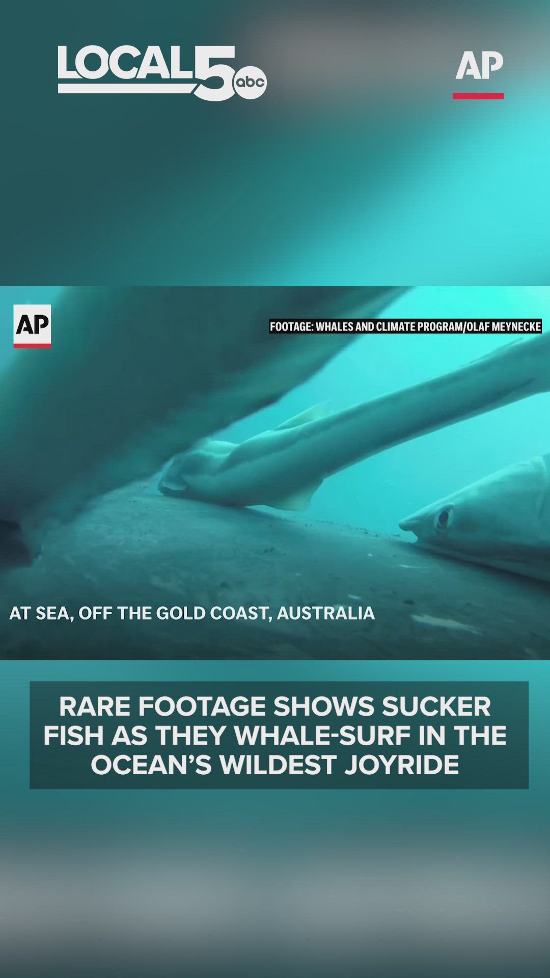 Rare footage shows sucker fish as they whale-surf in the ocean’s ...
