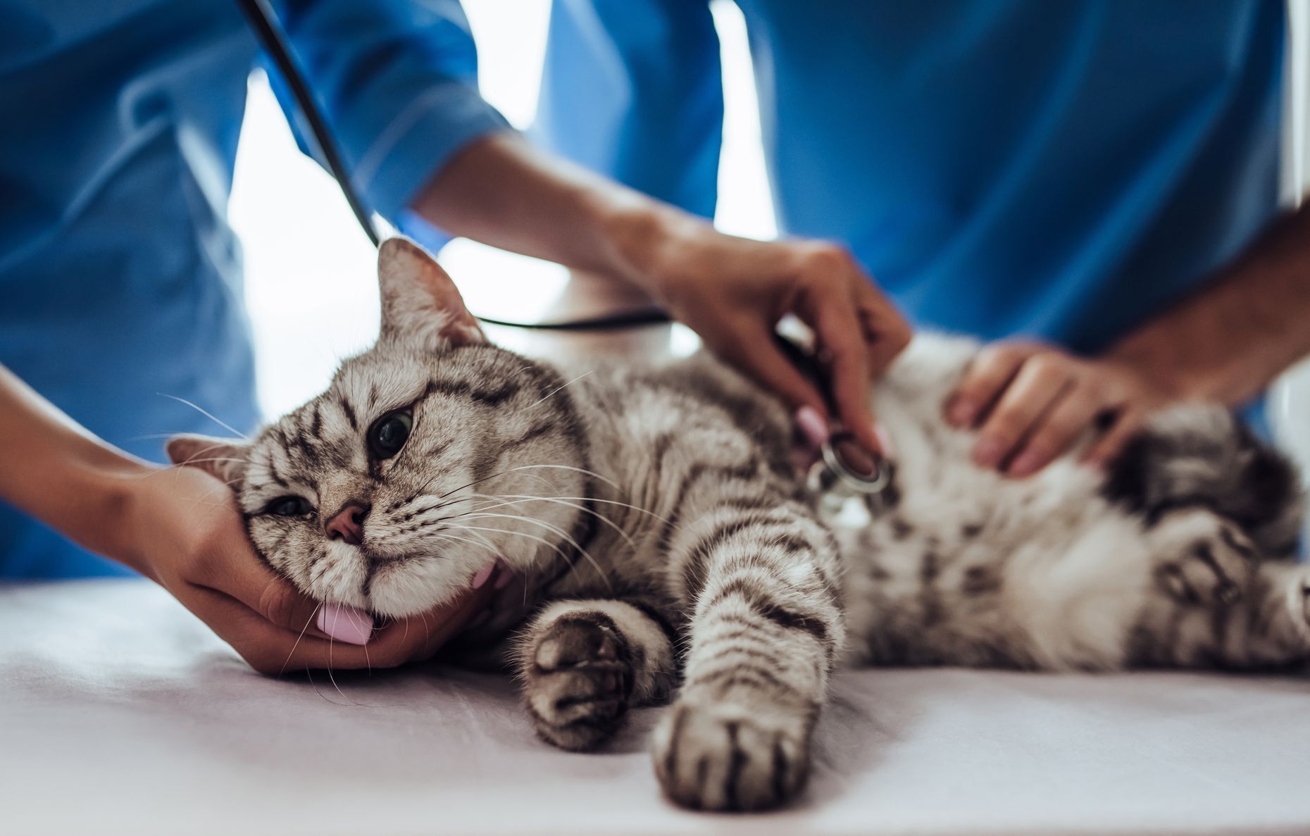 20 signs your cat is sick and needs to see a vet