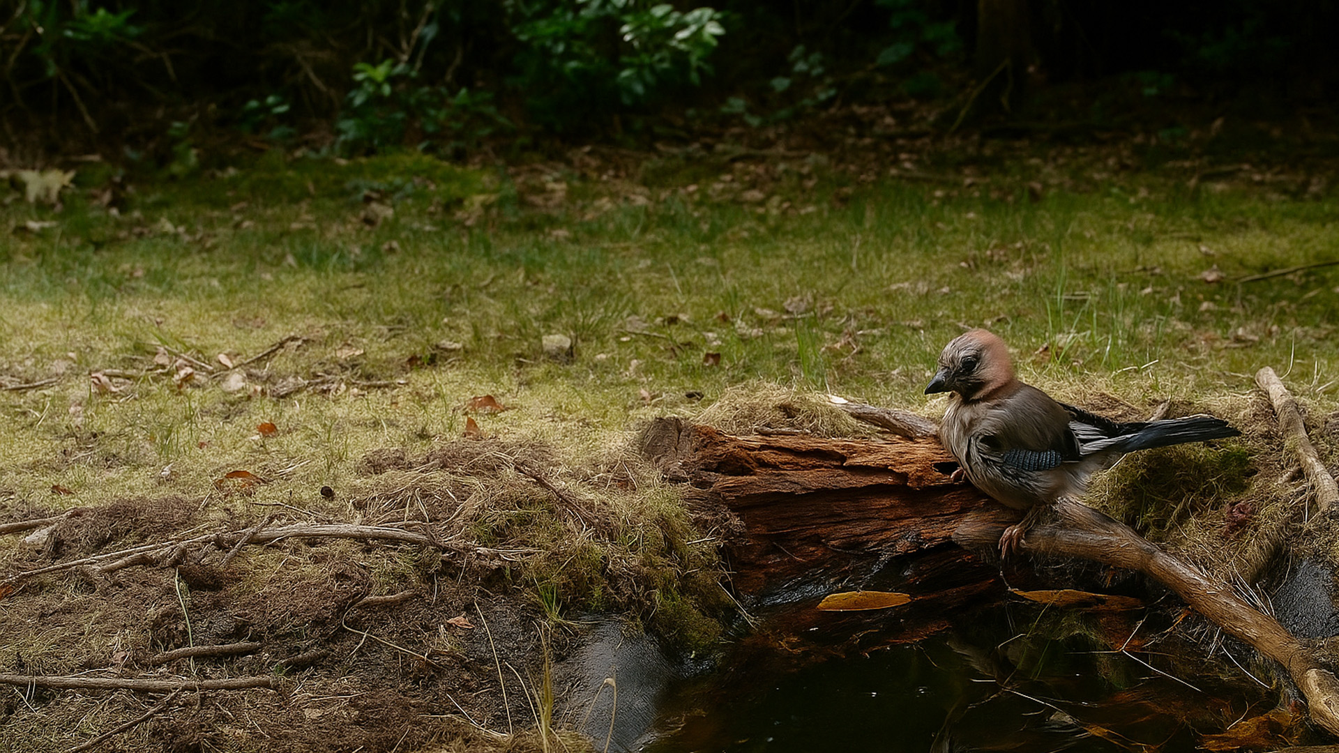 Forest Birds Caught Bathing by a Trail Camera