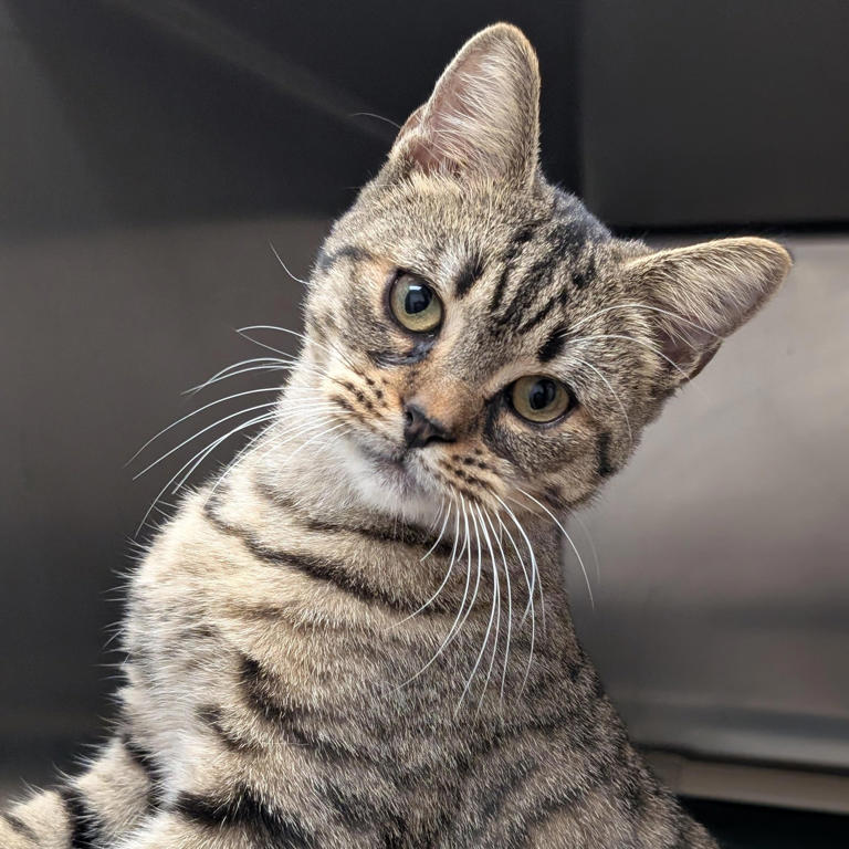 Take your pick from these dogs and cats from the Jacksonville area ...