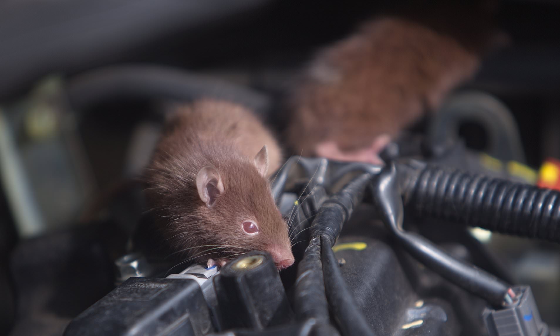 Rats! Rodents are making your car insurance premiums more expensive ...