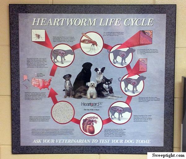 Veterinary Care and the Importance of Heartworm Testing