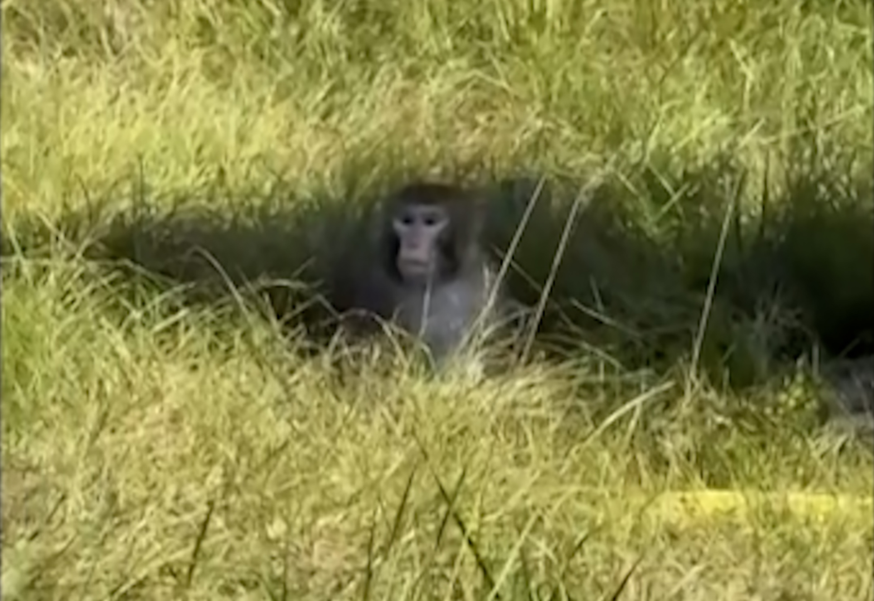 A mom and a pastor shot two fugitives. They were escaped lab monkeys.