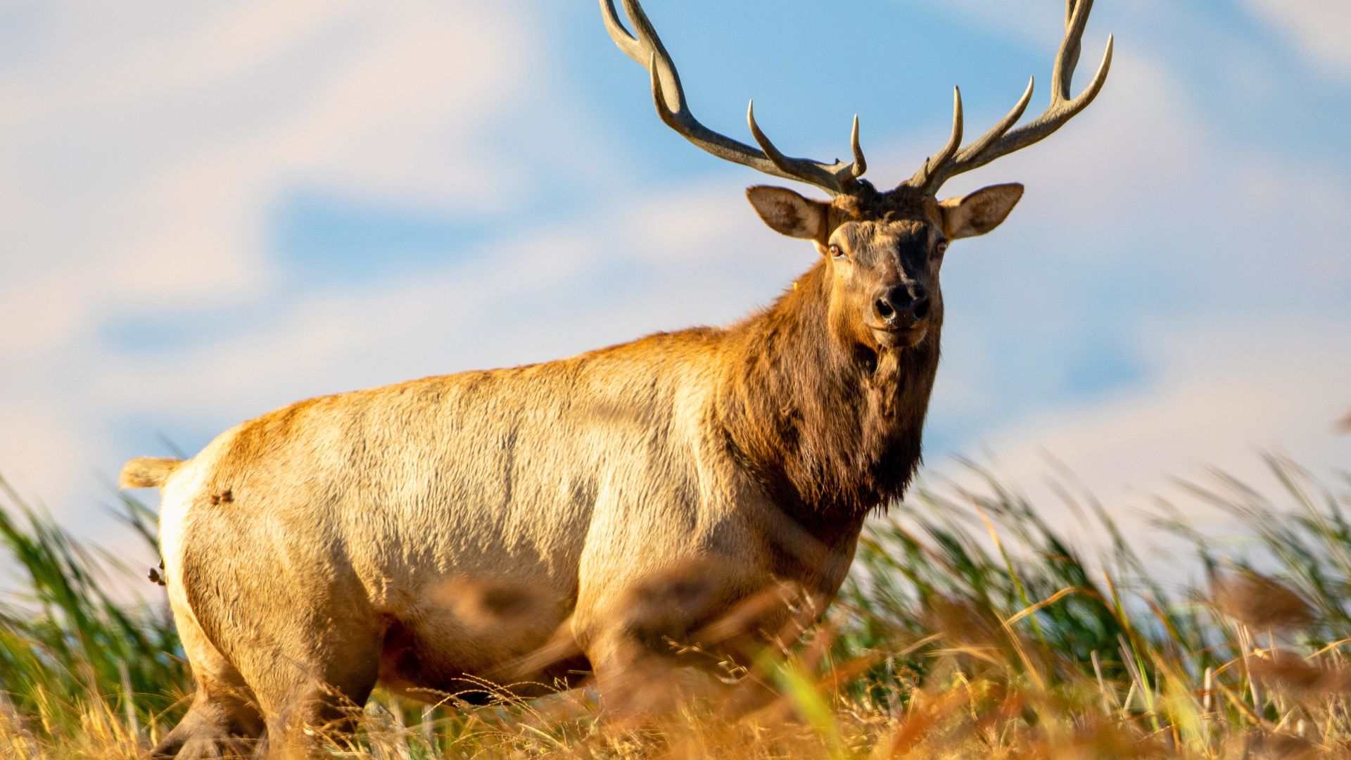 You’re hunting big game with the wrong cartridge