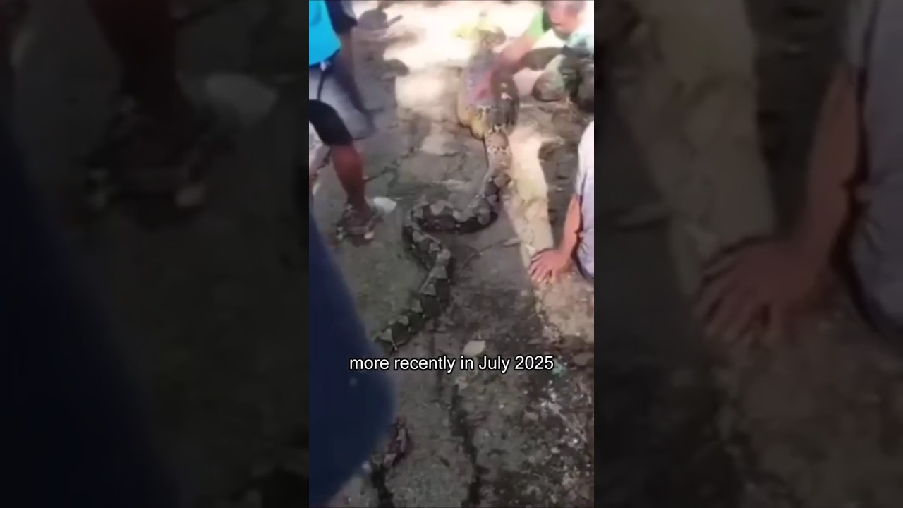 What to do if a snake tries to eat you by the river