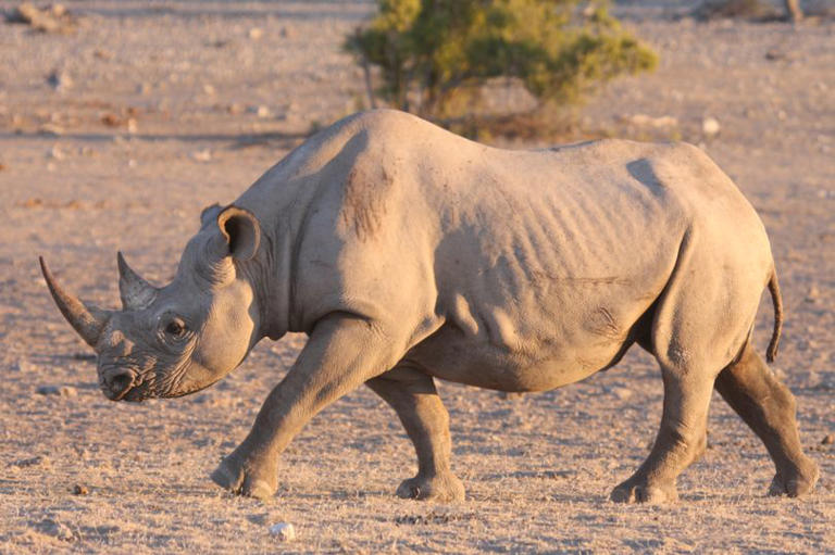 Expert explains why some people grow horns on their heads