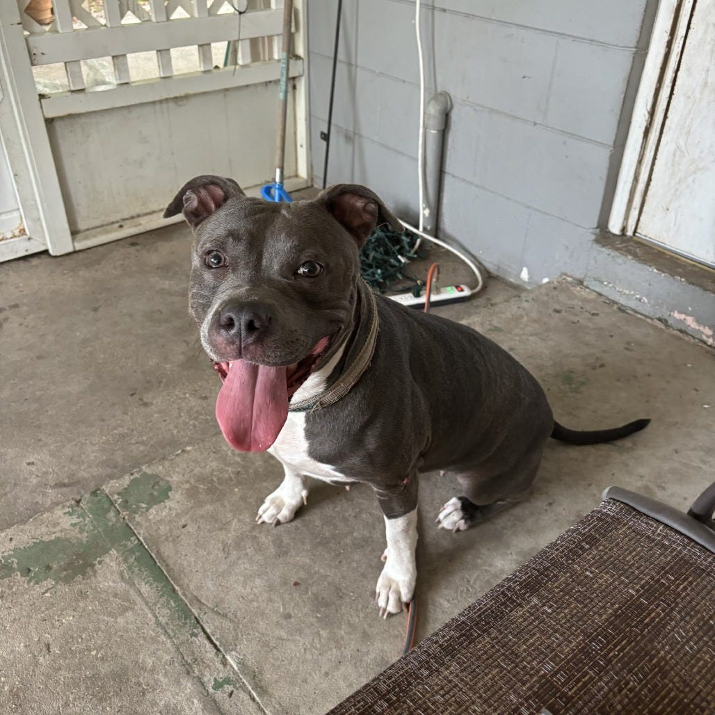 Meet Dahlia, a Staffy mix with a big cuddly heart and lots of playful energy