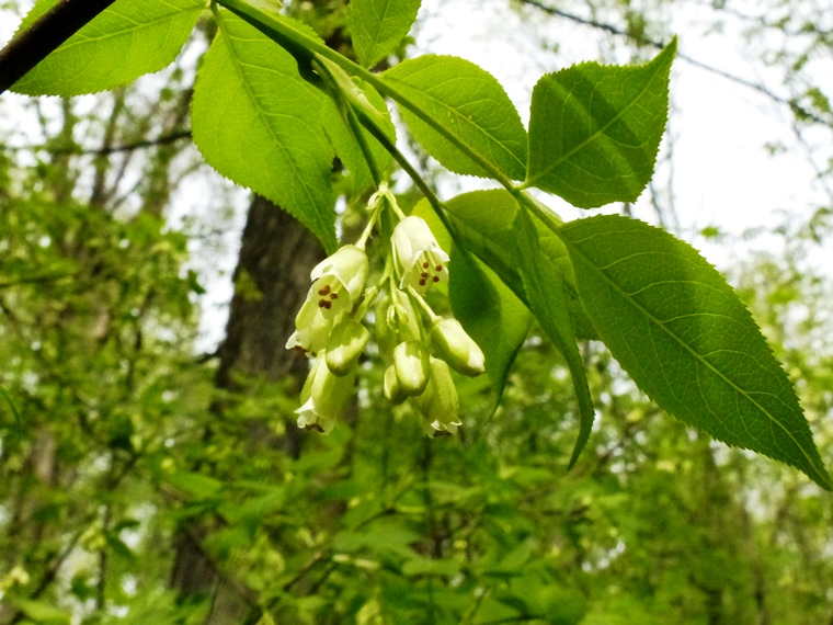 American bladdernut is a flowering tree that's lovely throughout ...