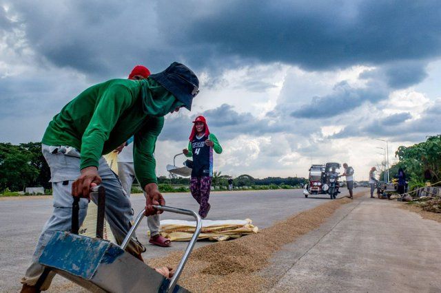 Rice traders race against the storm