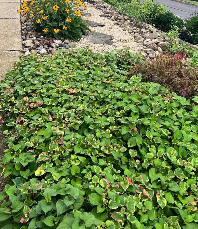 Homeowner shares stunning before-and-after photos of major yard upgrade ...